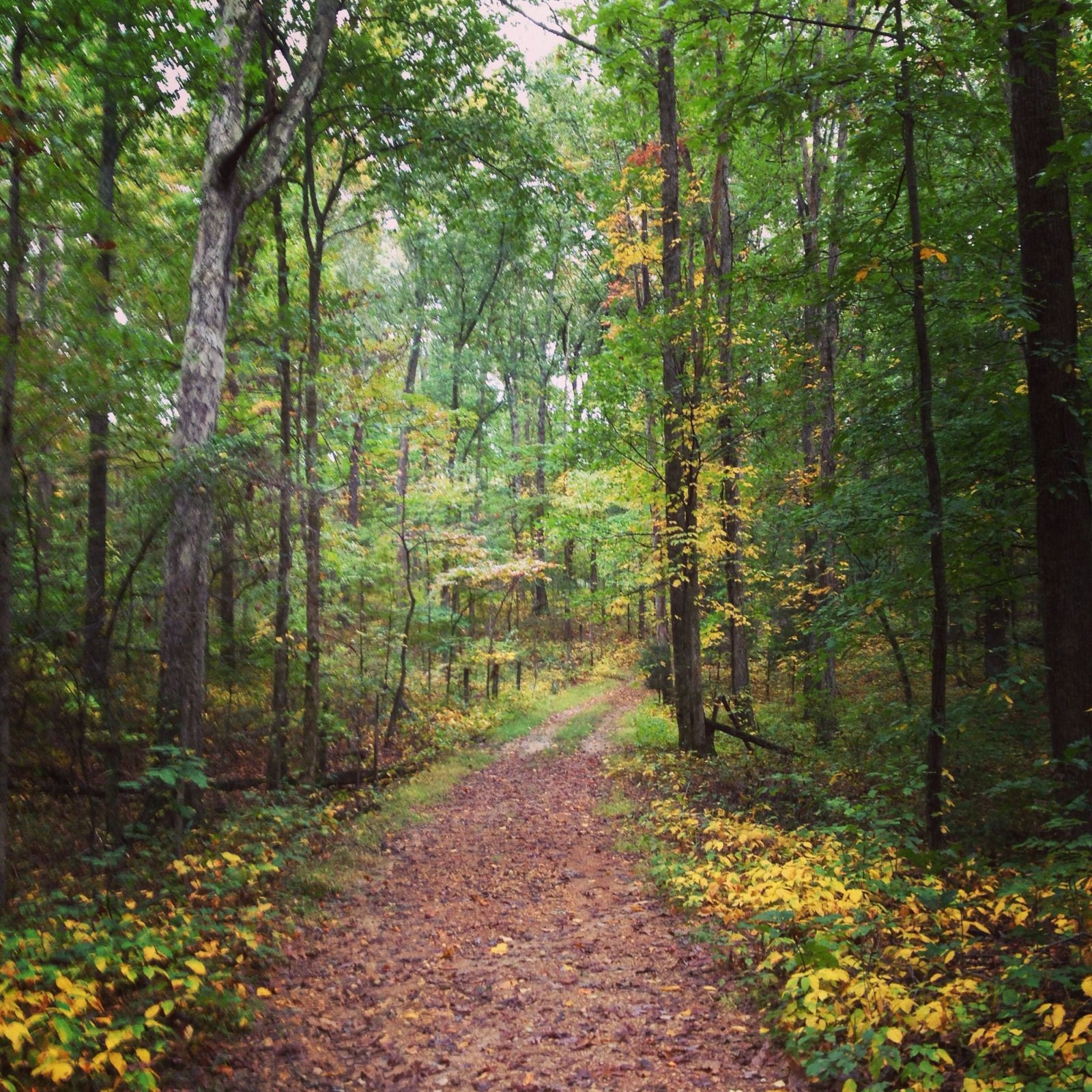 Hiking In Montgomery Bell State Park - Montgomery Bell State Park
